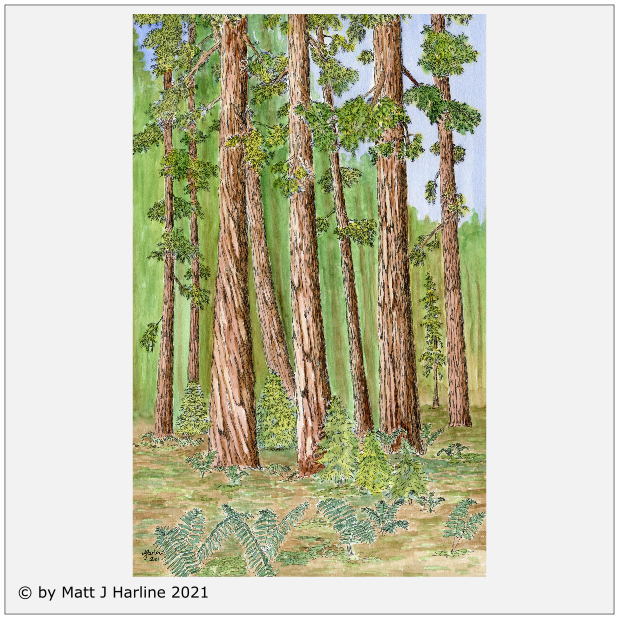 Near Cathedral Grove – Matt J Harline Fine Art