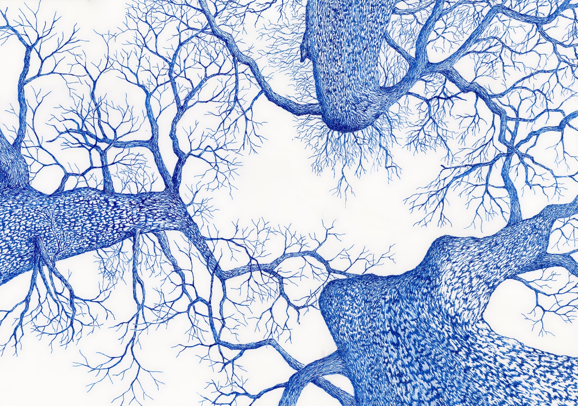 Peering Skyward – Matt J Harline Fine Art